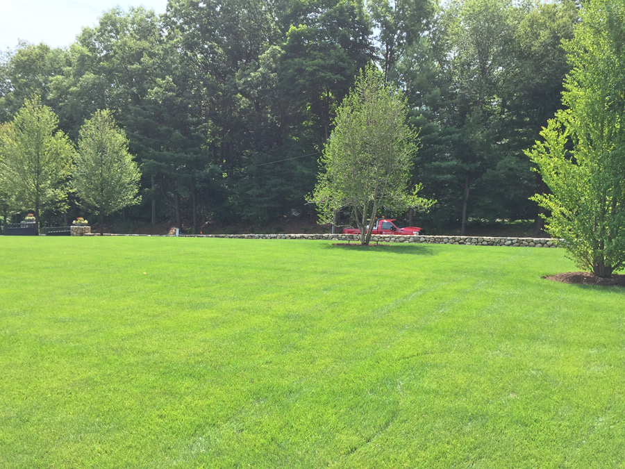Big Caliper Trees | Chamberlain Landscape Services, Inc.